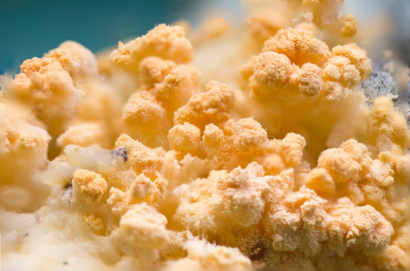 Fungi stock photo. Image of rotten, mildew, wine, rice - 40232172