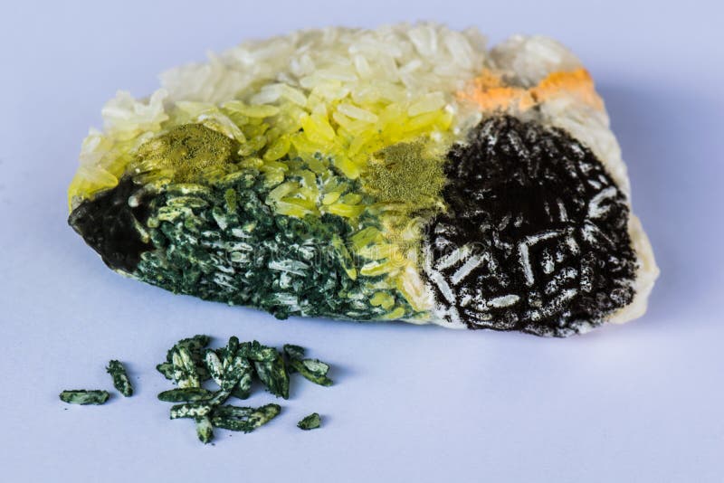Fungi on sticky rice. stock image. Image of dangerous - 58468389
