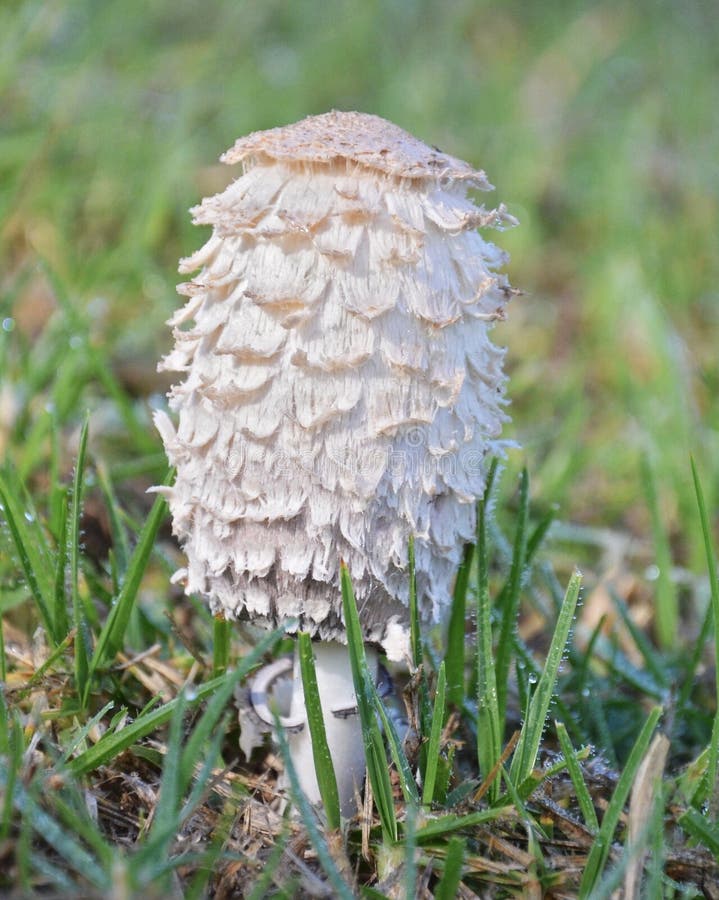 Coprinus comatus 3 stock image. Image of african, shaped - 76519337