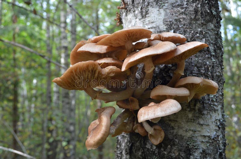 Fungi on a tree stock photo. Image of food, flora, color - 27940600