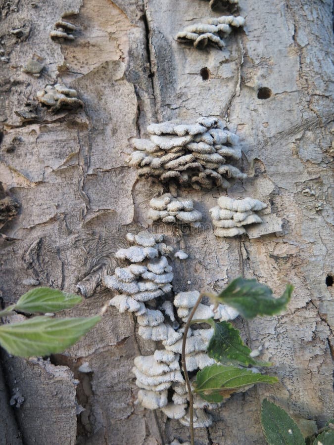 Grey fungi on tree stock photo. Image of woods, outdoors - 32402114