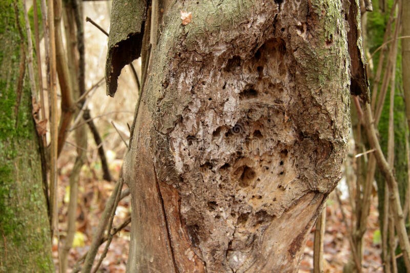 Fungi and Tree Diseases in the Forest Stock Image - Image of fall ...