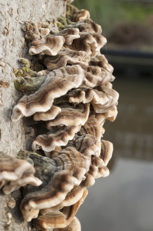 Fungi on Weathered Tree Trunk Stock Image - Image of park, fungi: 37704311 Fungi on Weathered Tree Trunk Stock Image - Image of park, fungi: 37704311