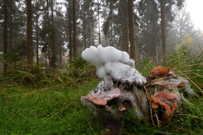 Fungo ammuffito fotografia stock. Immagine di caduta - 61717282