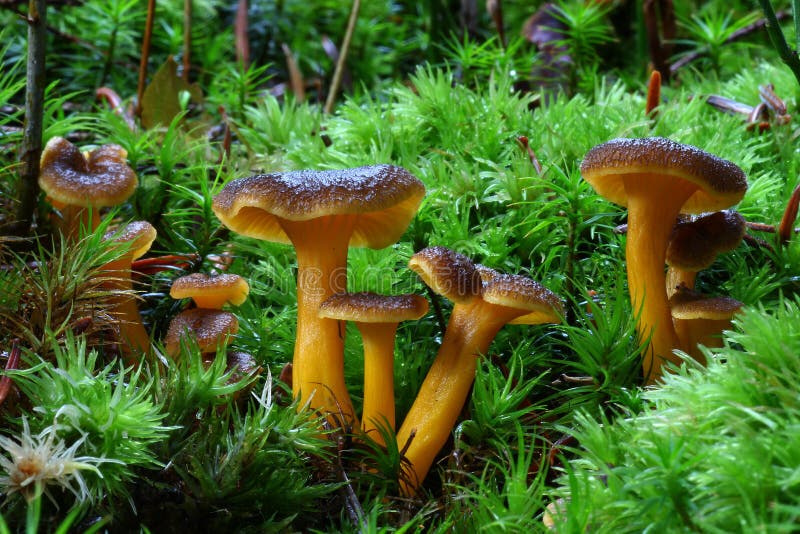 Fungo marrone nel muschio fotografia stock. Immagine di muschio - 76529274