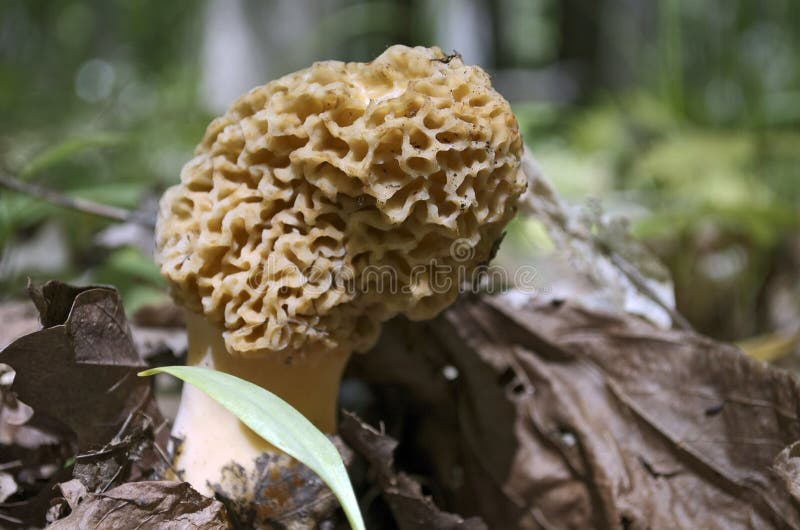 Funghi Commestibili Della Spugnola Su Fondo Di Legno Immagine Stock ...