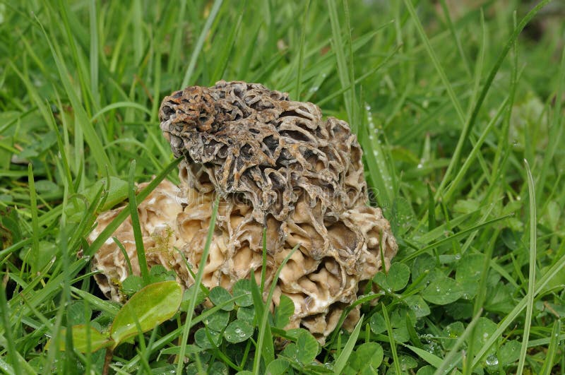 Fungo Commestibile Della Spugnola Fotografia Stock - Immagine di ...