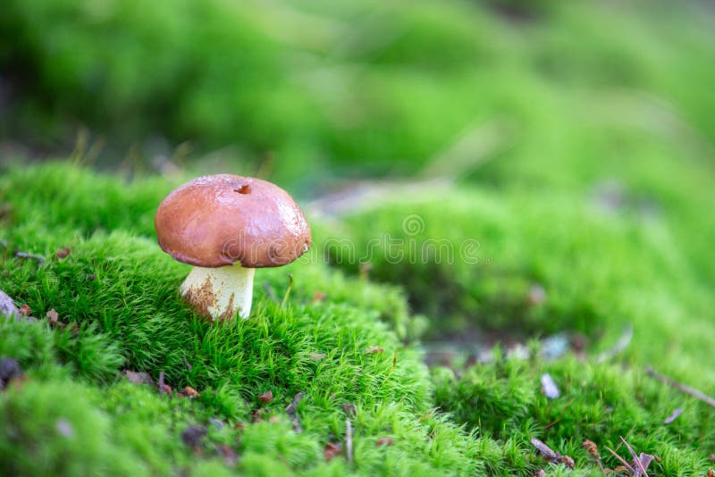 Fungo Con Cappello Marrone Su Muschio Verde Immagine Stock - Immagine ...