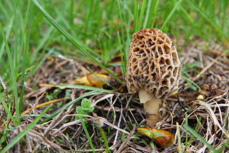 Spugnola immagine stock. Immagine di funghi, alimento - 19329065