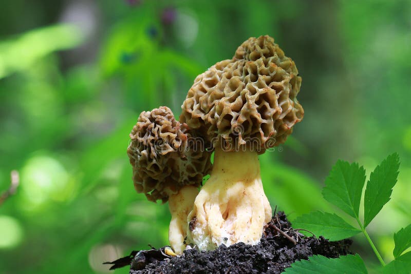 Fungo della spugnola fotografia stock. Immagine di albero - 43792998
