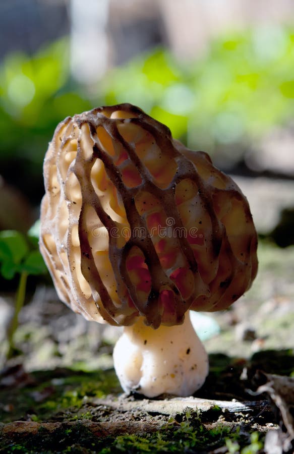 Spugnola immagine stock. Immagine di michigan, radice - 50737521