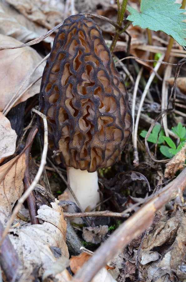 Spugnola Nera (Morchella Conica) Fotografia Stock - Immagine di fungo ...