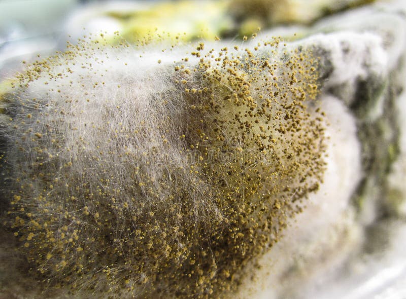 Fungo Delle Spore Della Muffa Su Pane Fotografia Stock - Immagine di ...