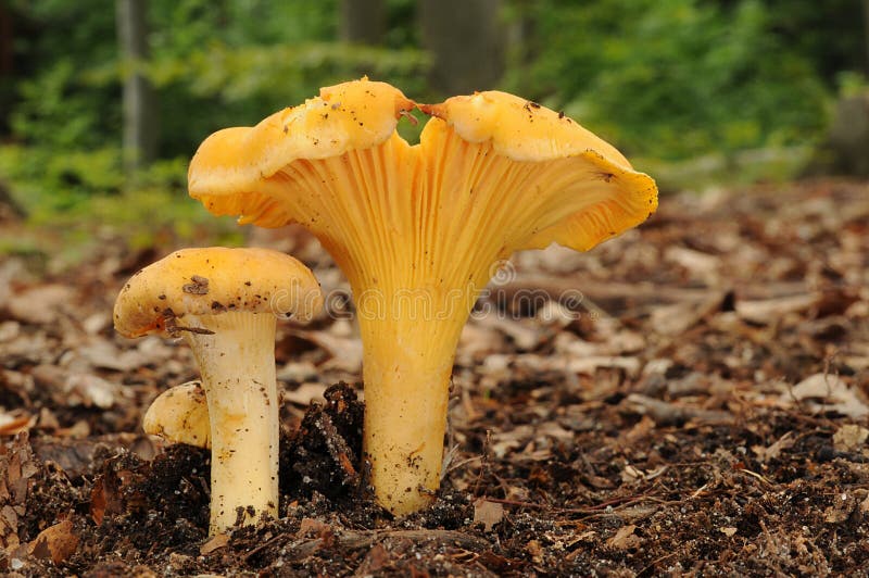 Cibarius Del Cantharellus, Galletto Fotografia Stock - Immagine di ...