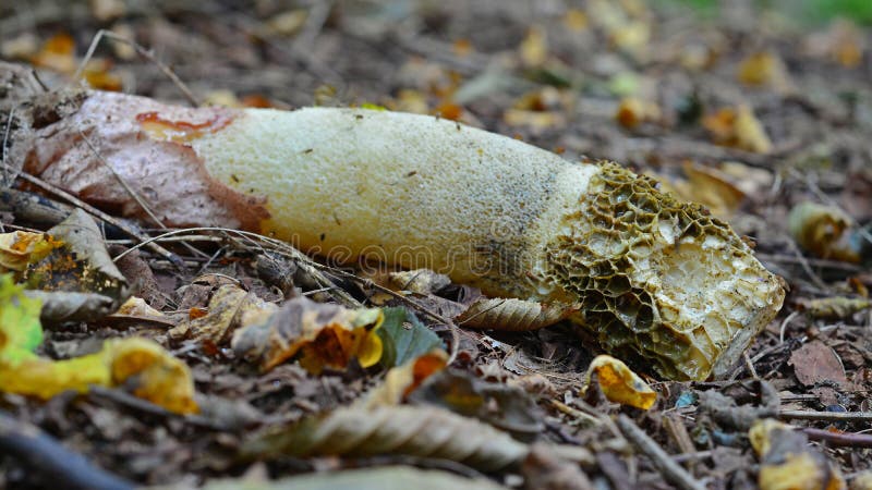Fungo Di Impudicus Del Fallo Fotografia Stock - Immagine di funghi ...