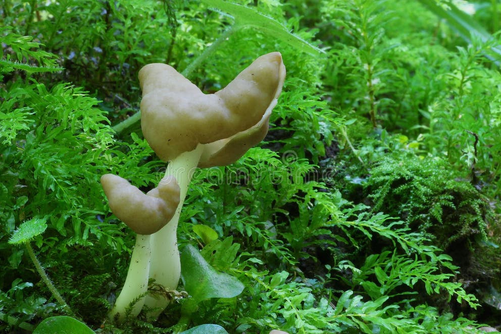 Fungo marrone nel muschio fotografia stock. Immagine di muschio - 76529274