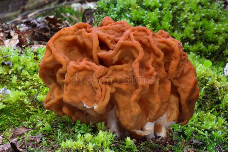 Fungo marrone nel muschio fotografia stock. Immagine di muschio - 76529274