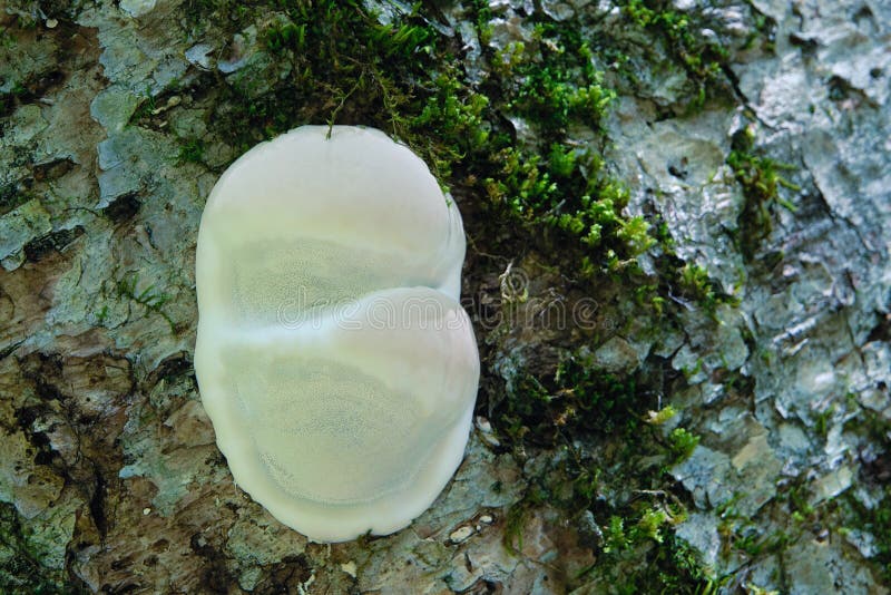 Fungoid stockfoto. Bild von wald, frech, pilz, schwammartig - 103035816
