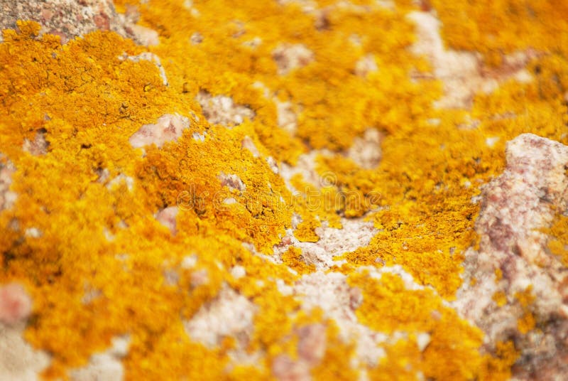 Moldy wall texture stock photo. Image of detail, fungus - 13234486