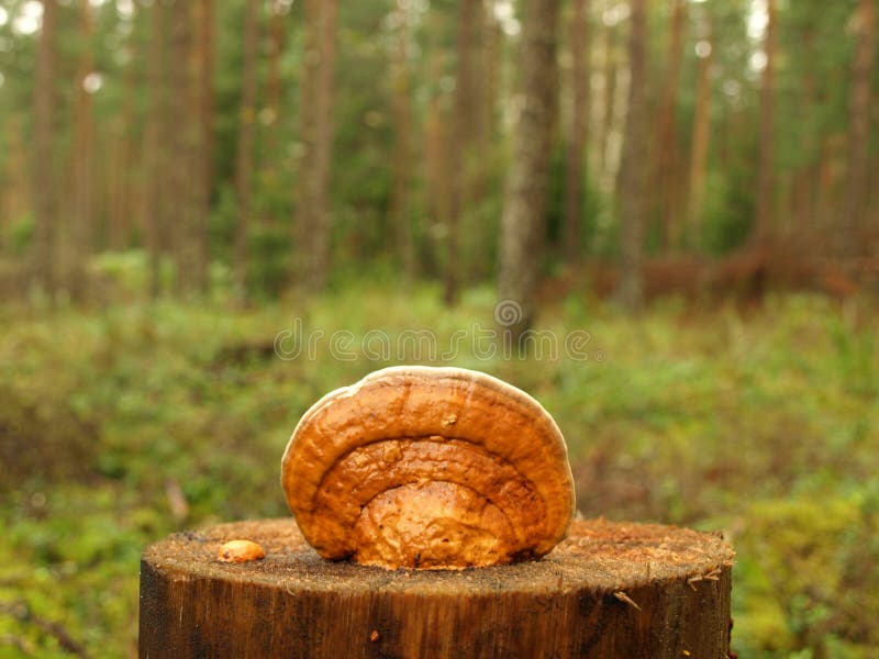 1,503 Shell Fungus Stock Photos - Free & Royalty-Free Stock Photos from ...