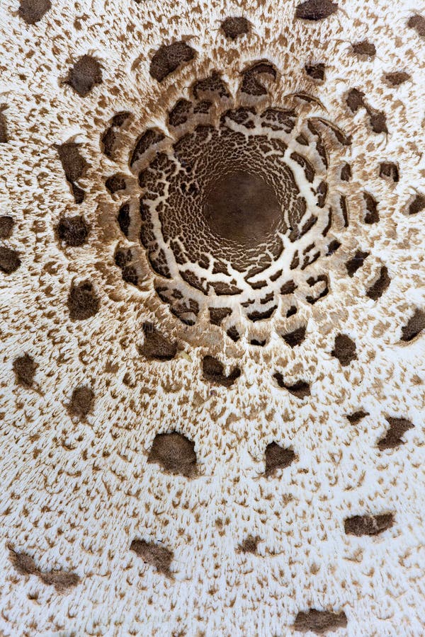 Fungus abstract stock image. Image of ecological, close - 11248149