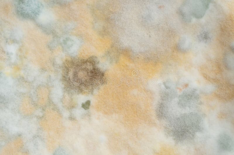 Fungus Abstract Texture Background Stock Image - Image of mouldy ...