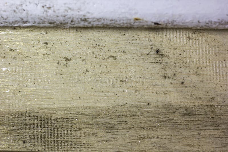 Fungus in the Apartment on the Plinth, Wallpaper, Wall Stock Photo ...