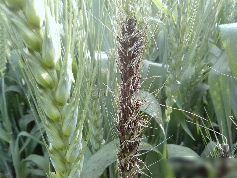 Fungus Attack on Wheat Crop Stock Photo - Image of crop, wheat: 174576050