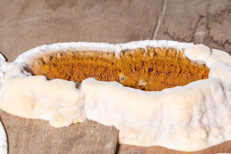 Fungus Attacking Wooden Elements in Structures, Close-up Image Stock ...