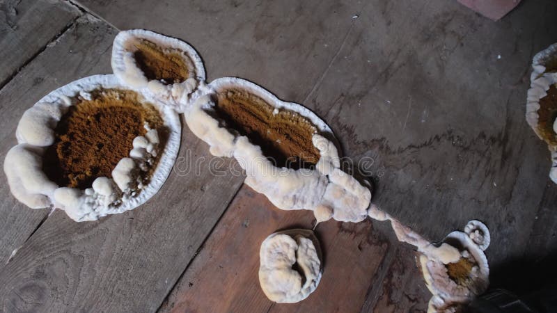 Fungus Attacking Wooden Elements in Structures, Close-up Image Stock ...