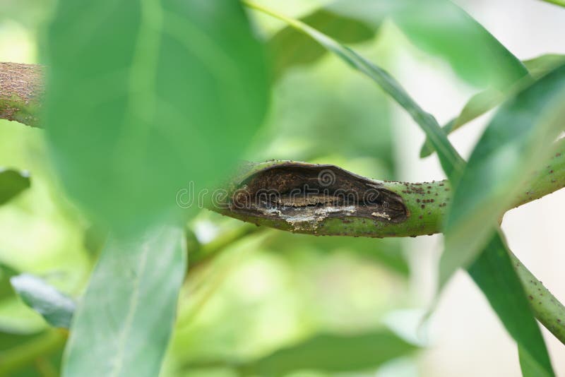 Fungus in the Avocado Tree,plant Disease, Avocado Root Rot Stock Photo ...