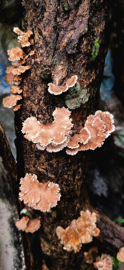 Fungus in Bamboo Tree of Bamboo Forest in Even Stock Photo - Image of ...