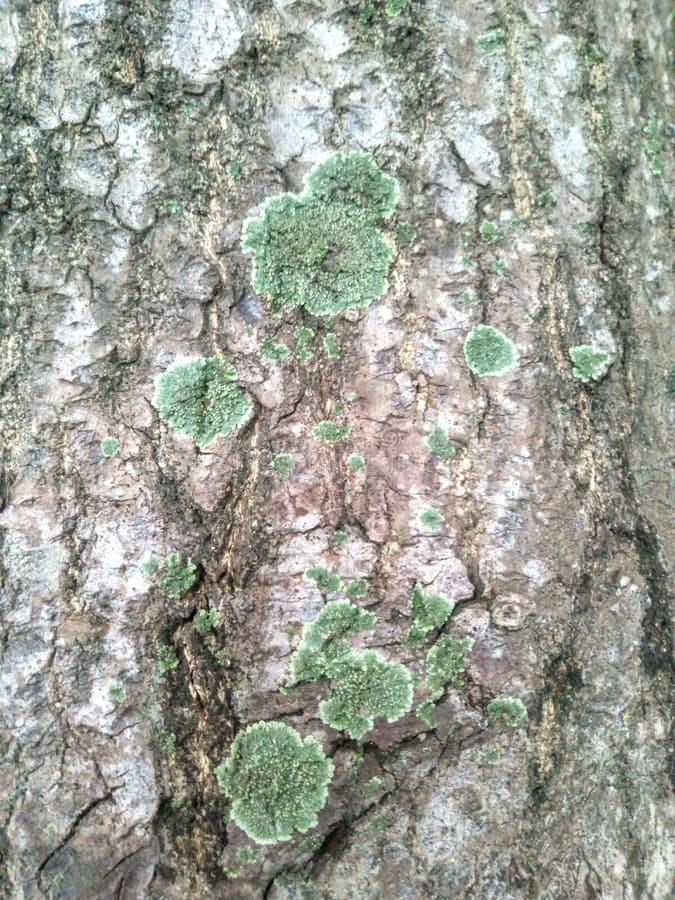 Fungus on bark tree stock photo. Image of abstract, bark - 104103978
