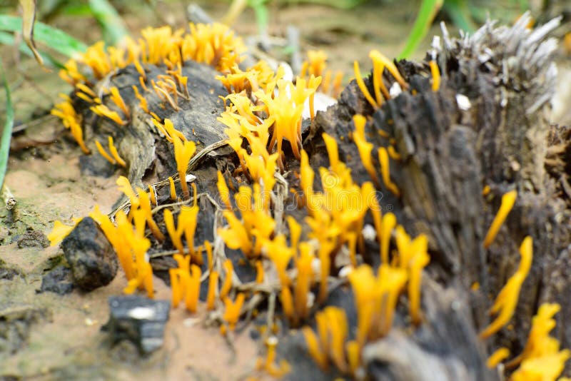 Big fungus color stock photo. Image of forest, outdoor - 145562506