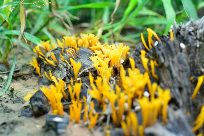 Big fungus color stock photo. Image of forest, outdoor - 145562506