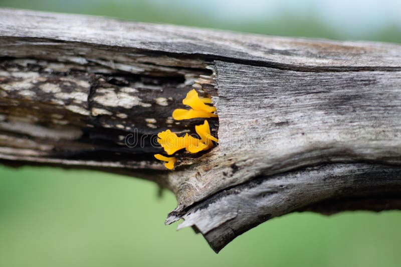 Fungus with color stock image. Image of yellow, varies - 78271991