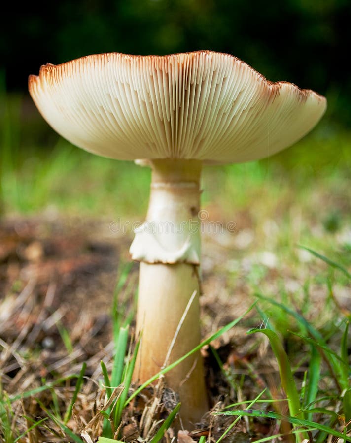 Fungus - Common Yellow Russula Stock Photo - Image of damp, toadstool ...