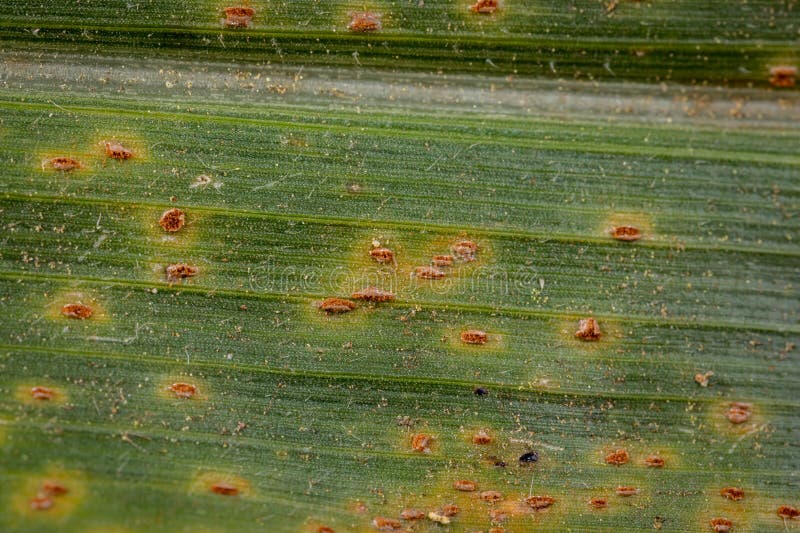 Orange Corn Rust Fungus on Leaf of Cornstalk. Stock Image - Image of ...