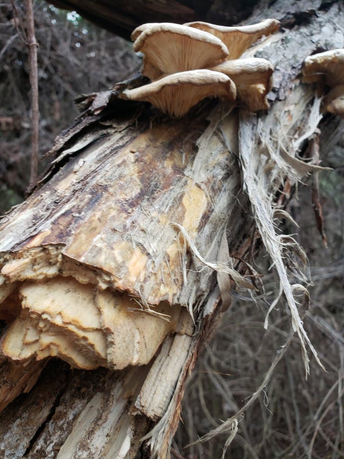 Fungus on a dead tree stock image. Image of fungus, branch - 44200403
