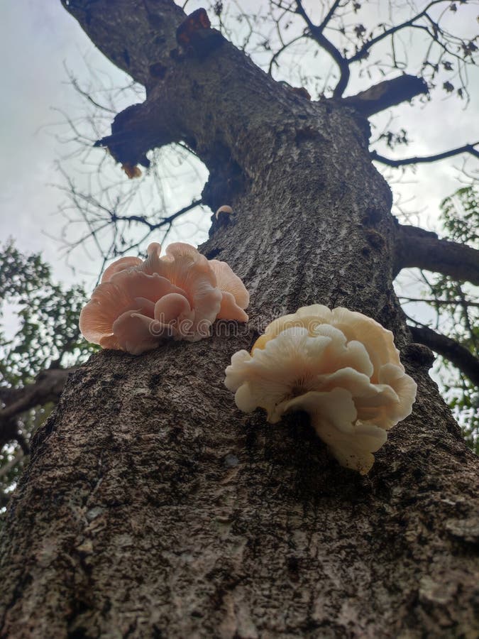 Fungus on a Dead Mango Tree Stock Photo - Image of shot, fungus: 270015066