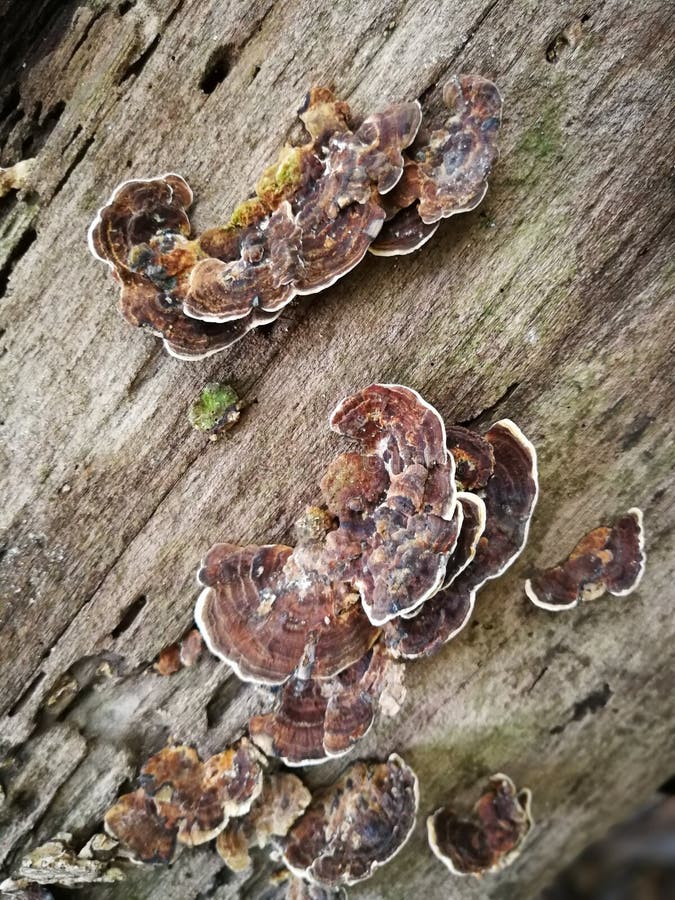 Fungus on the dead tree stock photo. Image of tropical - 98419884