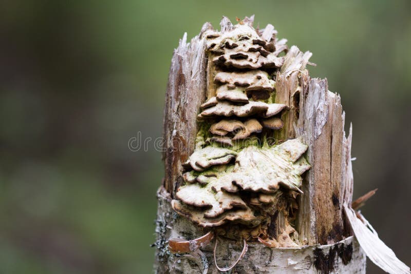 Fungus on a dead tree stock image. Image of fungus, branch - 44200403
