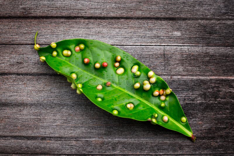 Fungus Disease on Leaf,Disease Spots Stock Image - Image of leaf ... Fungus Disease on Leaf,Disease Spots Stock Image - Image of leaf ...