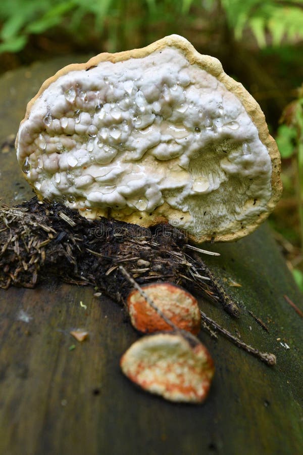 Wooden sponge stock image. Image of wild, sponge, fungus - 124968647