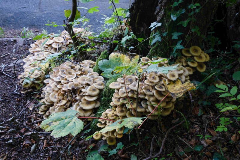 Fungus Feeds on Dead Tree Roots in Forest Stock Photo - Image of forest ...