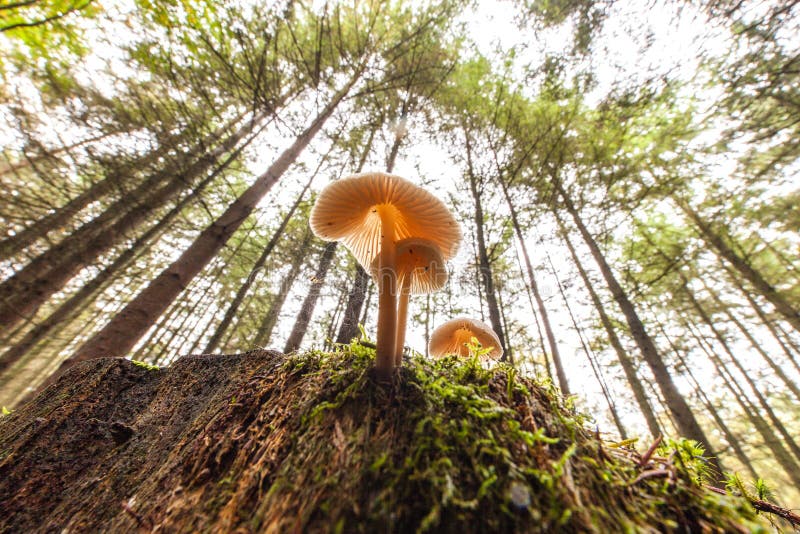 Fungus on the forest floor stock image. Image of wild - 65181109