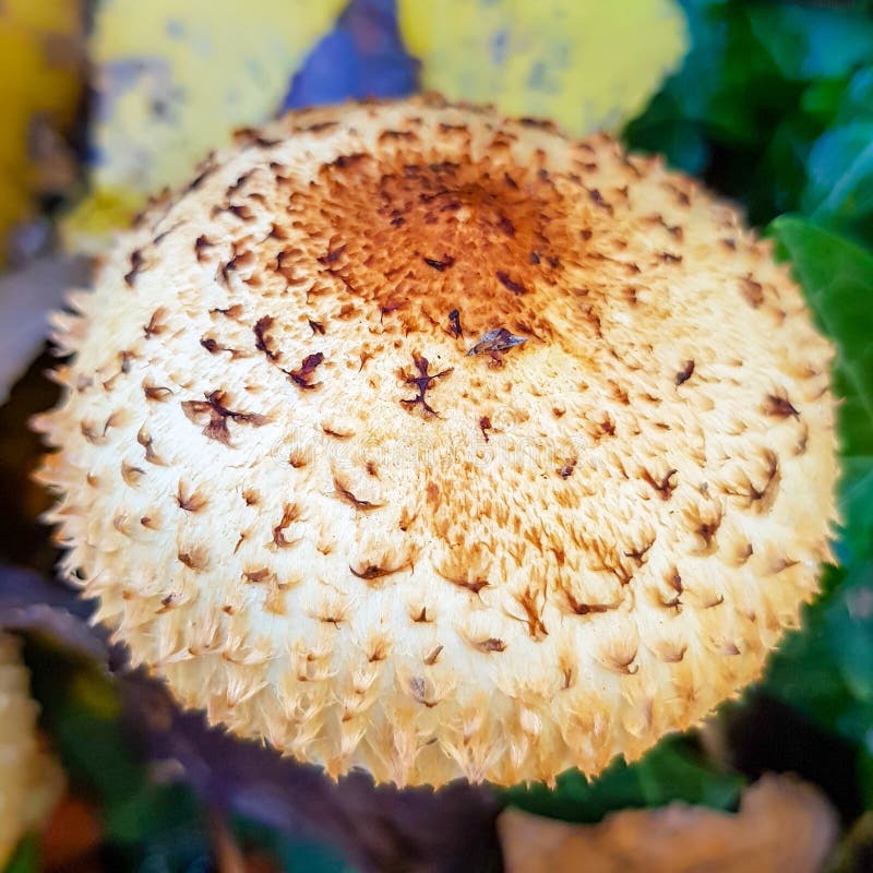Round Fungus On Plywood Close Up Shot Stock Photo - Image of insect ...