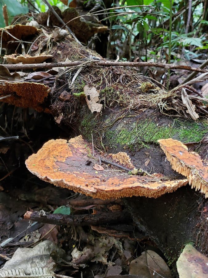 Fungus forest mold brown stock photo. Image of tree - 183227844