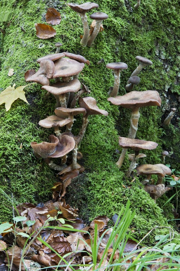 Fungus in the Forest stock photo. Image of autumn, green - 124924412
