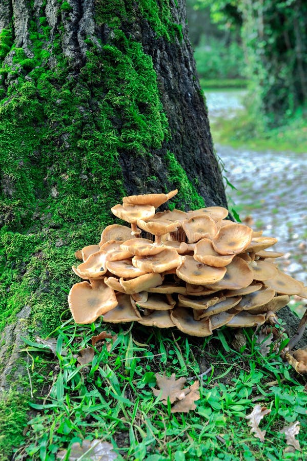 Fungus Fungi Mushroom on a Tree at the Forest Stock Photo - Image of ...